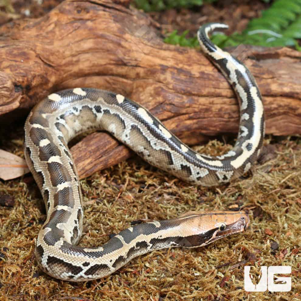 Baby Borneo Blood Pythons (Python curtus) For Sale - Underground Reptiles