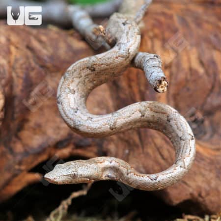 Baby Solomon Island Ground Boa (Candoia carinata paulsoni) For Sale ...