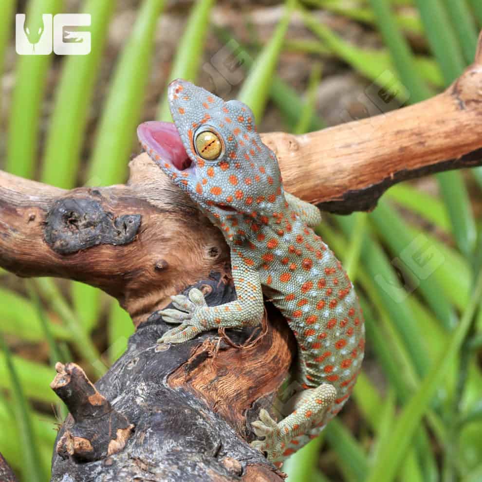 Baby Tokay Geckos For Sale - Underground Reptiles