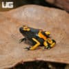 Bandit Bumblebee Dart Frogs For Sale - Underground Reptiles