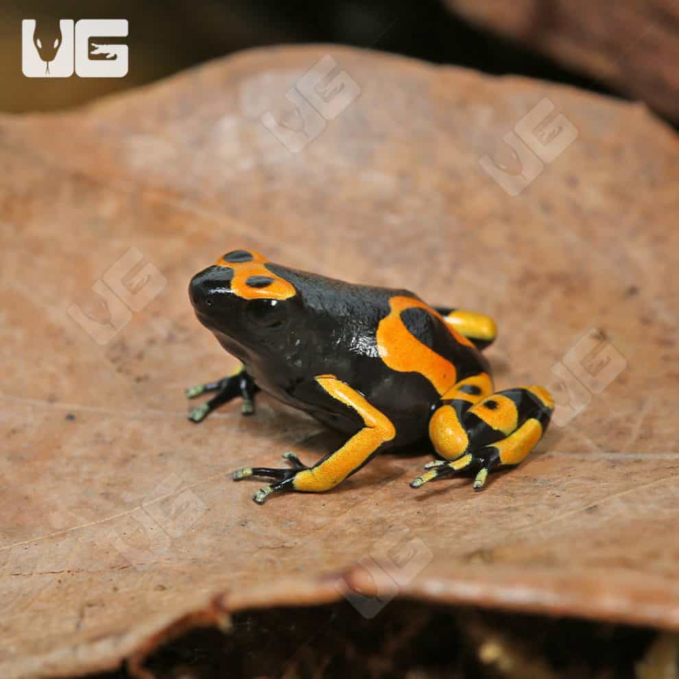 Bandit Bumblebee Dart Frogs For Sale - Underground Reptiles