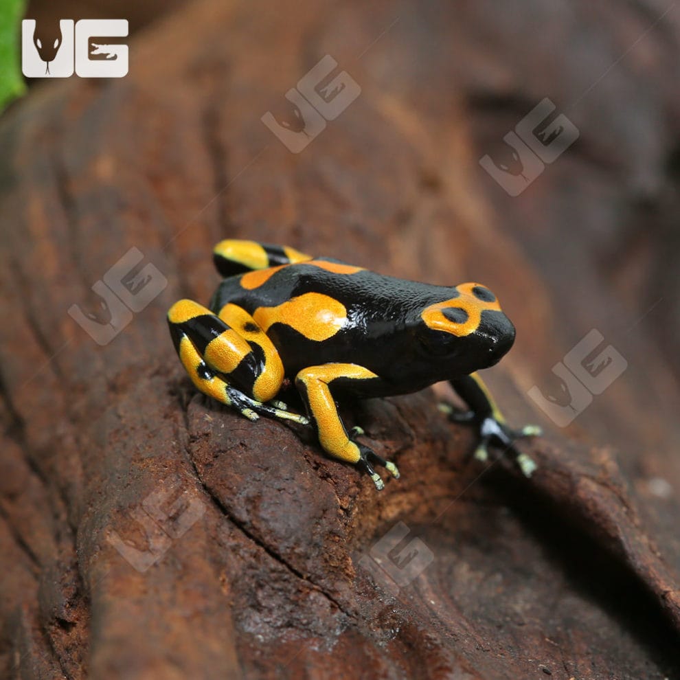 Bandit Bumblebee Dart Frogs For Sale - Underground Reptiles