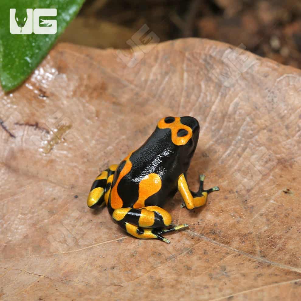 Bandit Bumblebee Dart Frogs For Sale - Underground Reptiles
