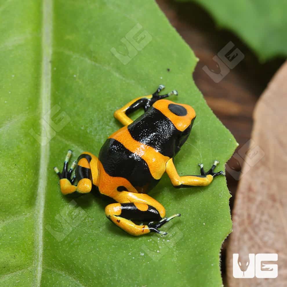 Bumblebee Dart Frogs For Sale - Underground Reptiles