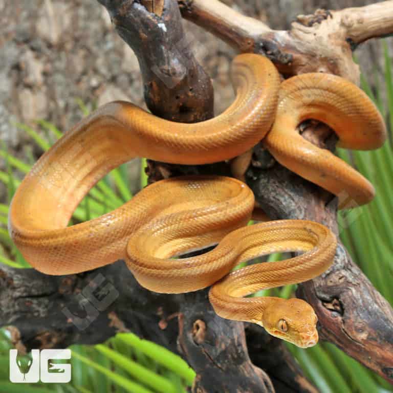 Female Bicolor Amazon Tree Boas For Sale - Underground Reptiles