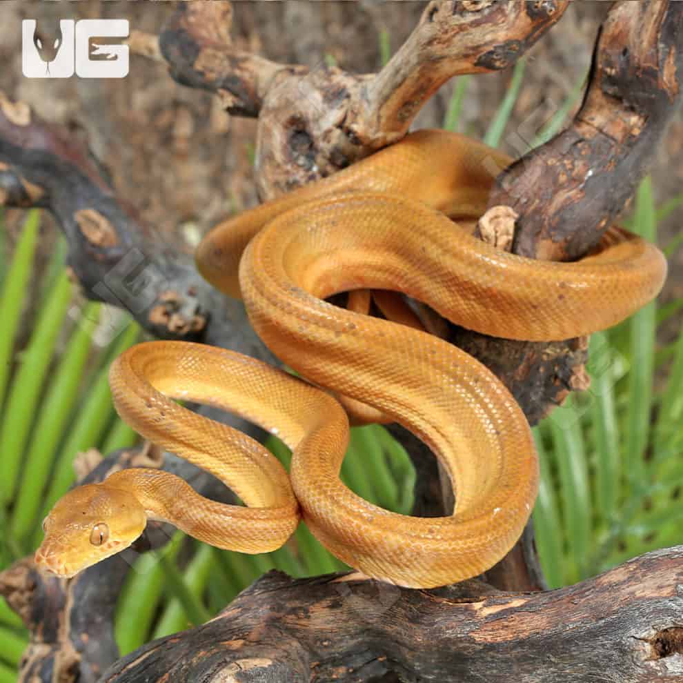 Female Bicolor Amazon Tree Boas For Sale - Underground Reptiles