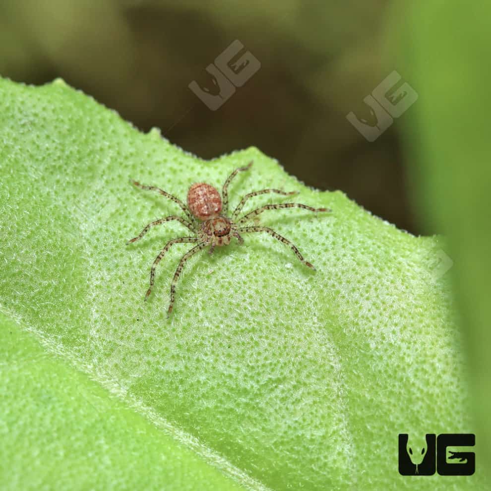 Cameroon Crab Huntsman Spiders for sale - Underground Reptiles