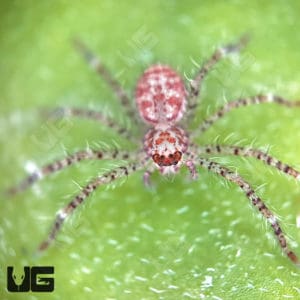 Cameroon Crab Huntsman Spiders for sale - Underground Reptiles