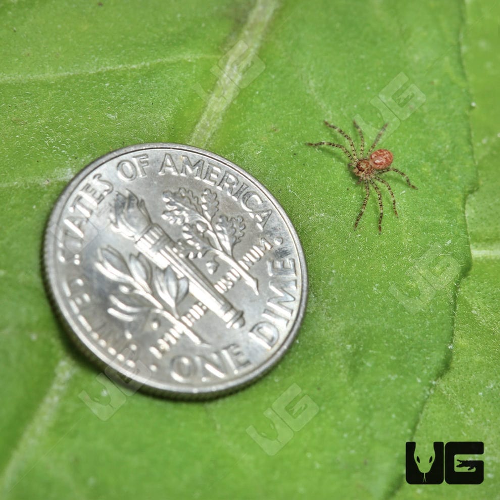 Cameroon Crab Huntsman Spiders for sale - Underground Reptiles