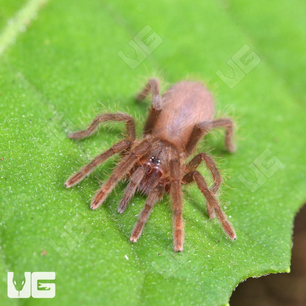 Cameroon Red Baboon Tarantula (Hysterocrates gigas) For Sale ...