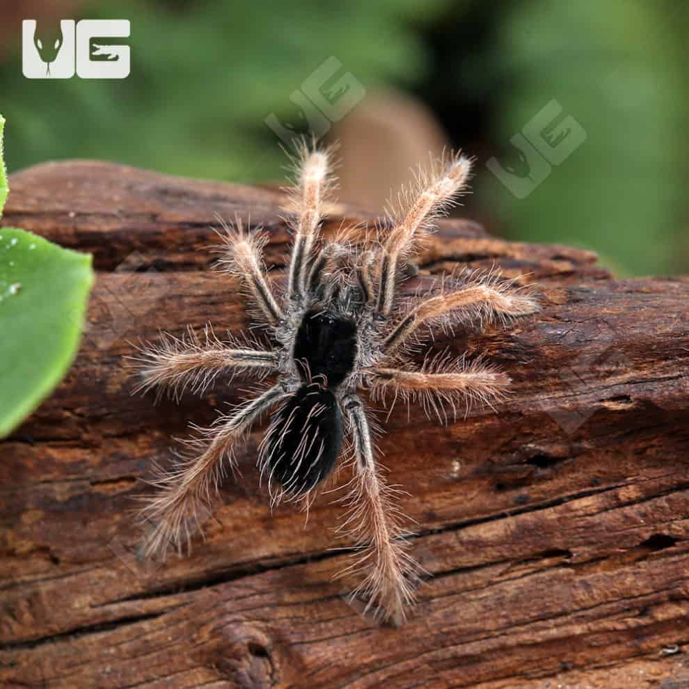 Colombian Giant RedLeg Tarantula For Sale - Underground Reptiles