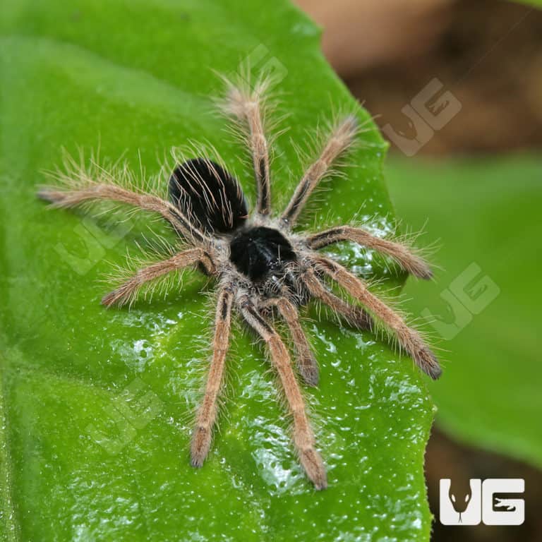 Colombian Giant RedLeg Tarantula For Sale - Underground Reptiles