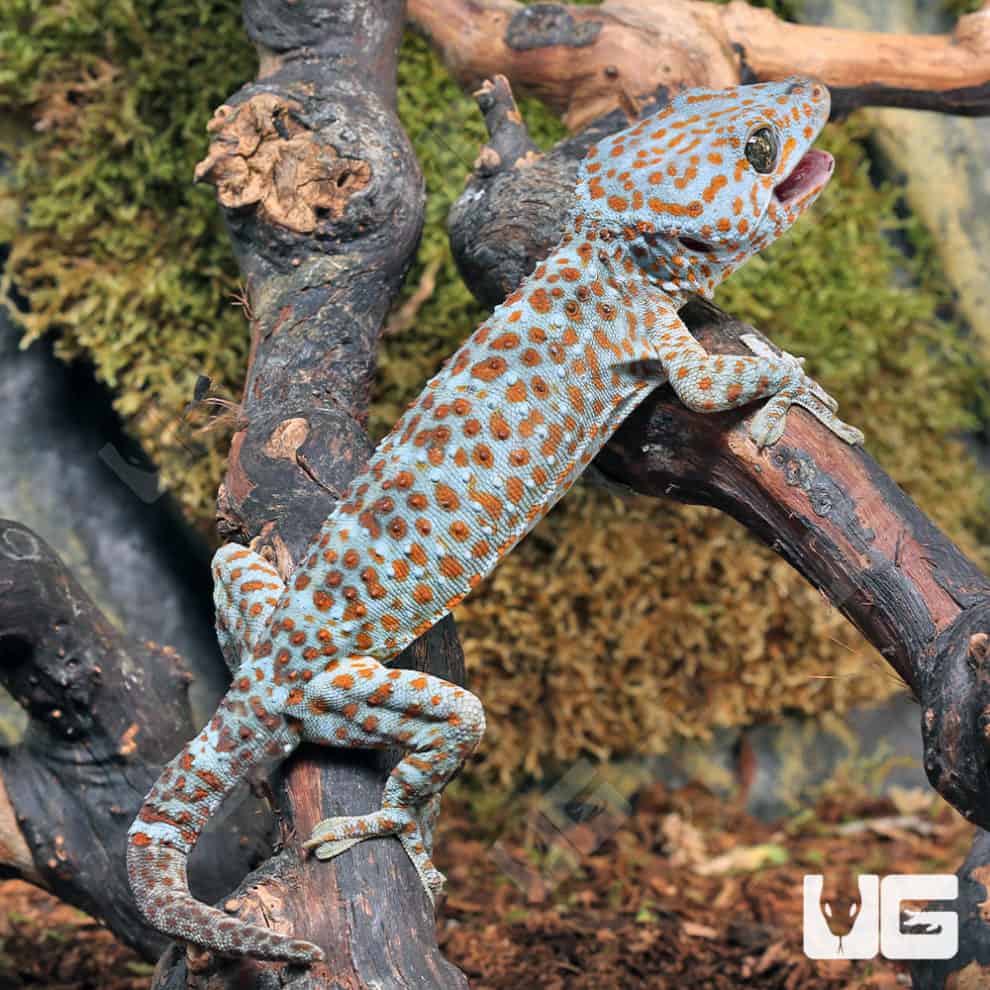 Tokay Geckos For Sale - Underground Reptiles