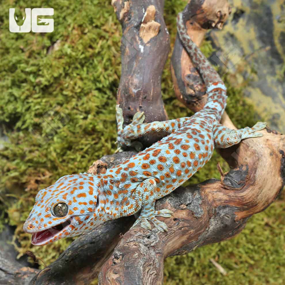 Tokay Geckos For Sale - Underground Reptiles