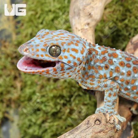 Tokay Geckos For Sale - Underground Reptiles