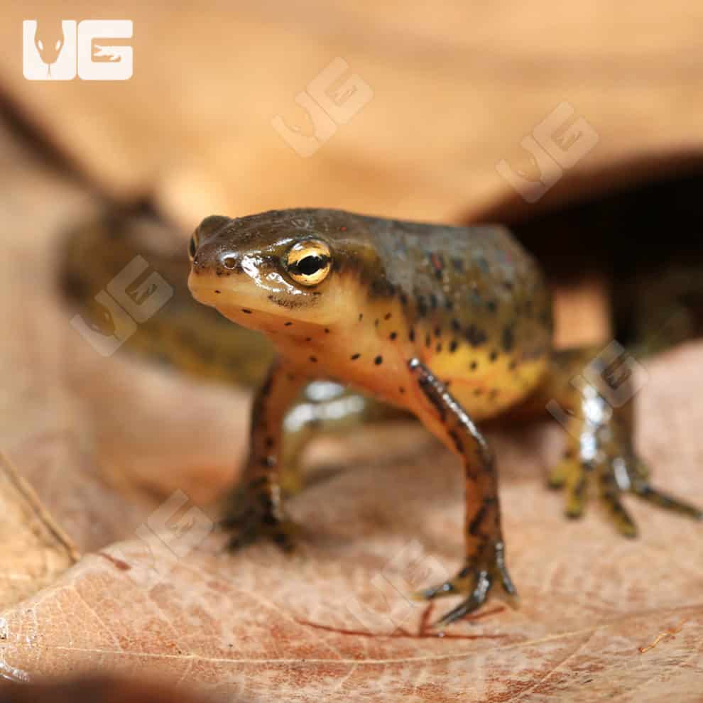 Eastern Newts For Sale - Underground Reptiles