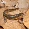 Eastern Newts For Sale - Underground Reptiles