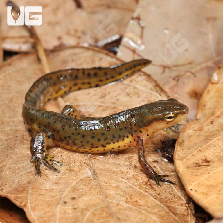 Eastern Newts For Sale - Underground Reptiles