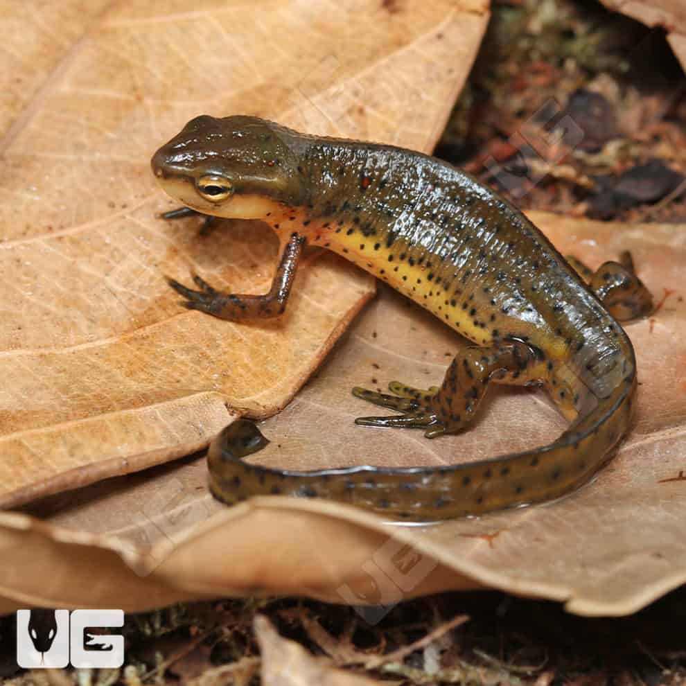 Newts and More For Sale - only at Underground Reptiles