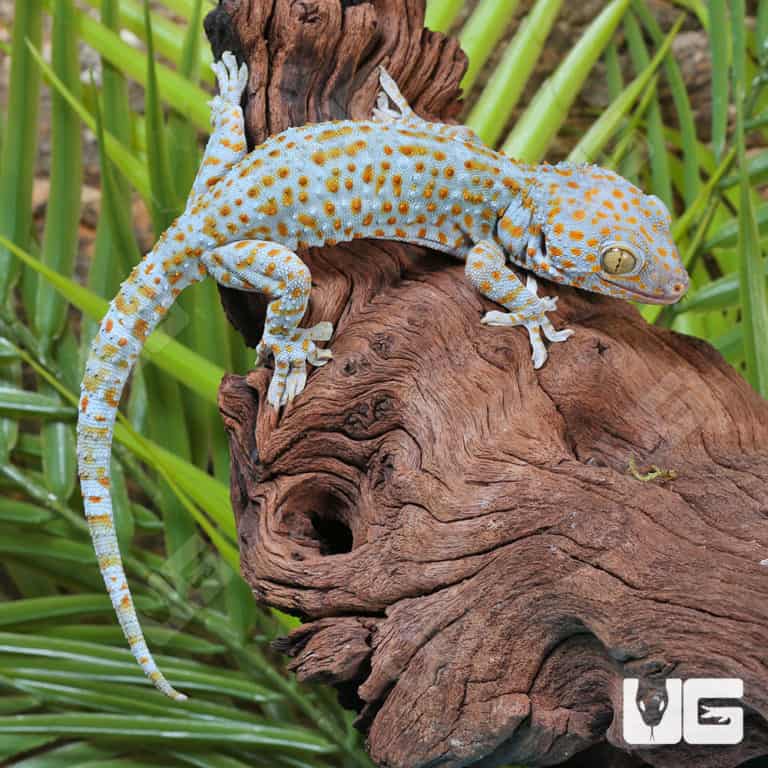 Tokay Geckos For Sale - Underground Reptiles