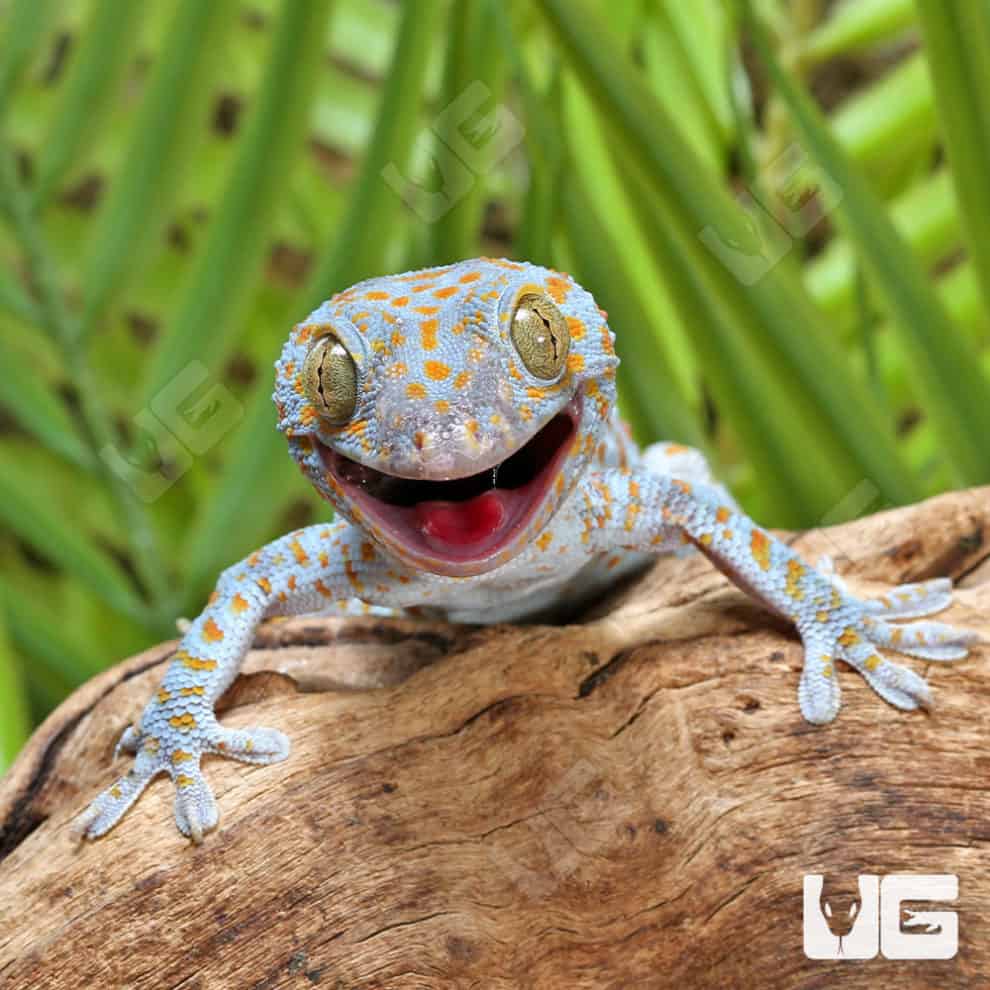 Tokay Geckos For Sale - Underground Reptiles