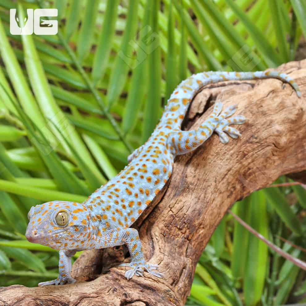 Tokay Geckos For Sale - Underground Reptiles