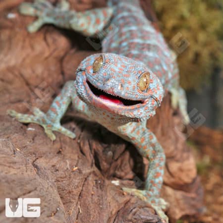 Tokay Geckos For Sale - Underground Reptiles
