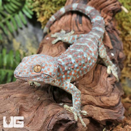 Tokay Geckos For Sale - Underground Reptiles