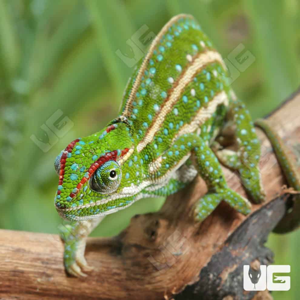 Chameleons For Sale - Underground Reptiles