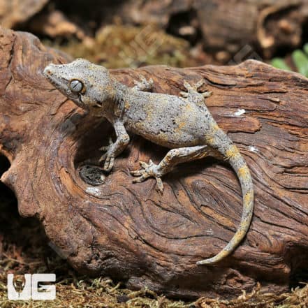 Juvenile Reticulated Gargoyle Geckos (Rhacodactylus auriculatus) For ...