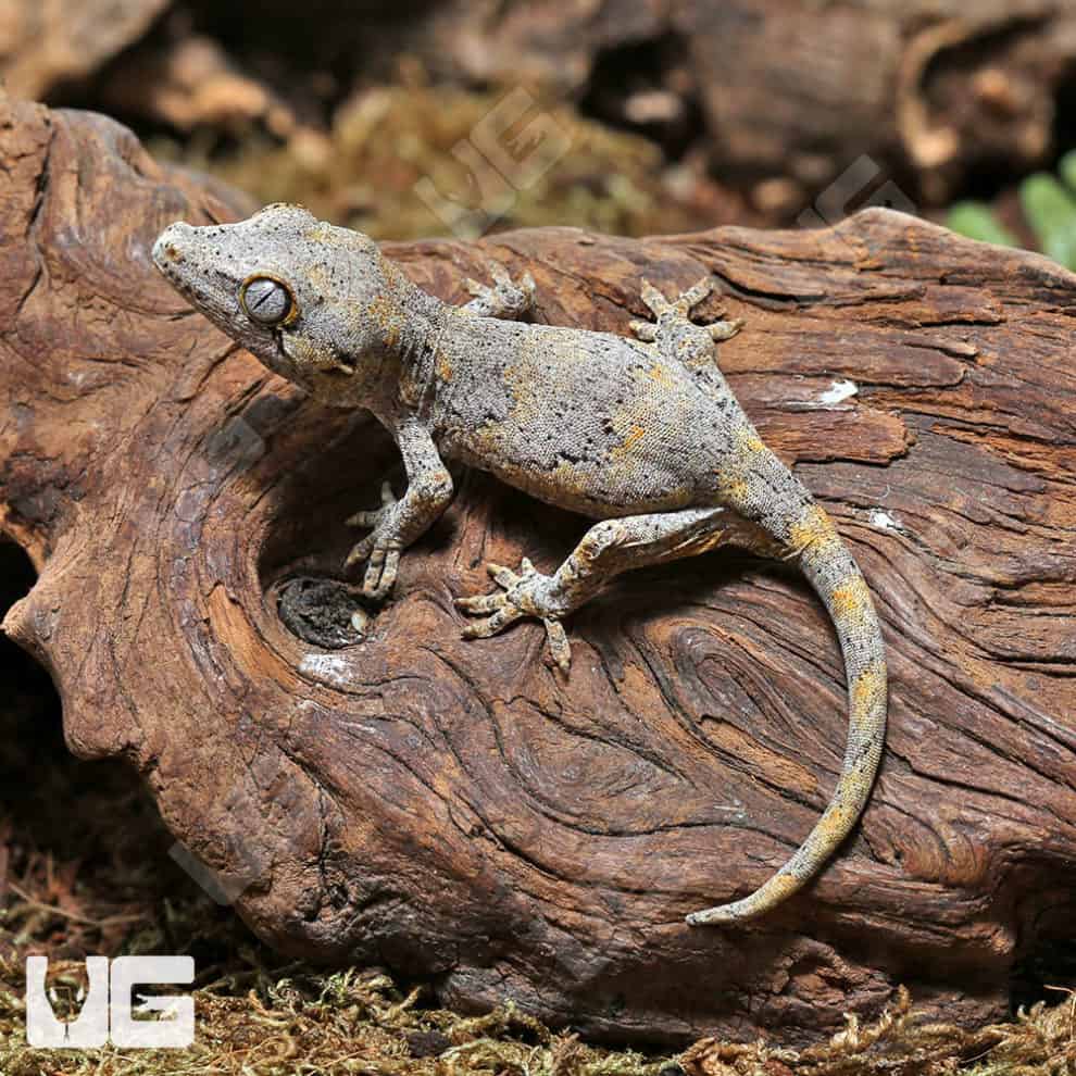Juvenile Reticulated Gargoyle Geckos (Rhacodactylus auriculatus) For ...