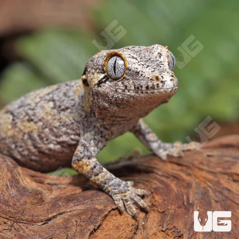 Juvenile Reticulated Gargoyle Geckos (Rhacodactylus auriculatus) For ...