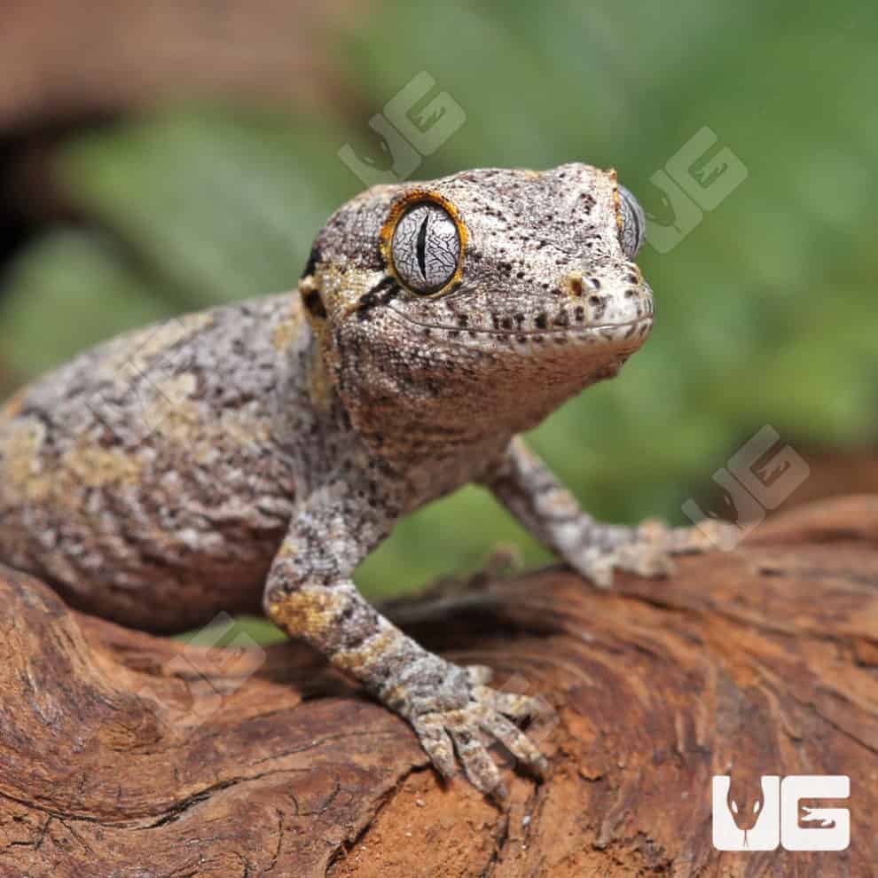 Juvenile Reticulated Gargoyle Geckos (Rhacodactylus auriculatus) For ...