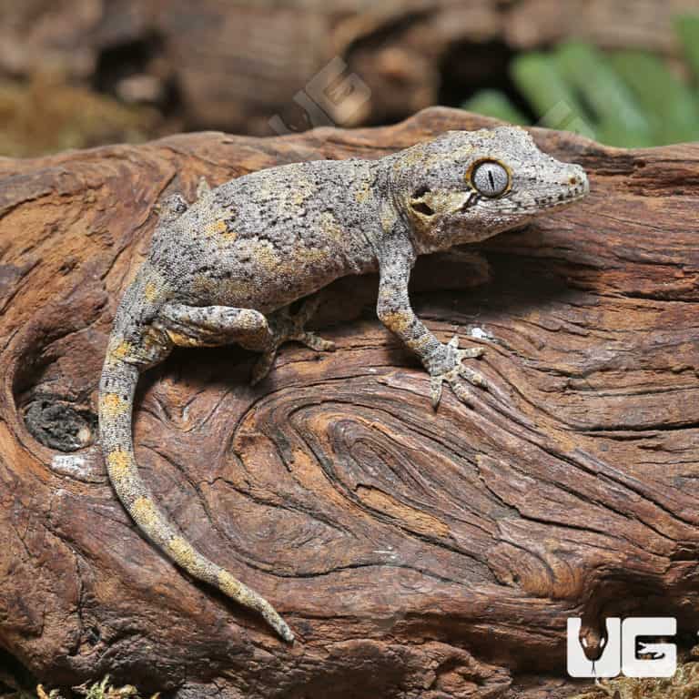 Juvenile Reticulated Gargoyle Geckos (Rhacodactylus auriculatus) For ...