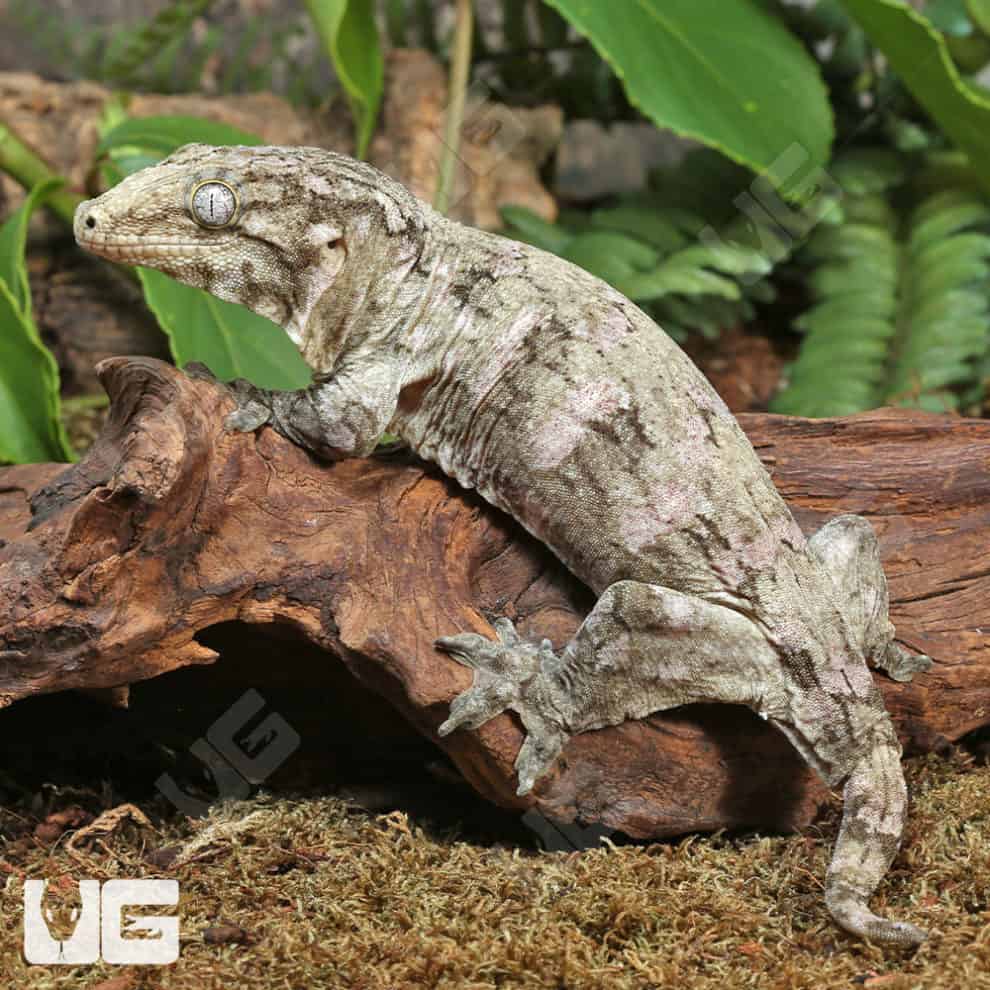 Offshore Leachianus Geckos For Sale - Underground Reptiles