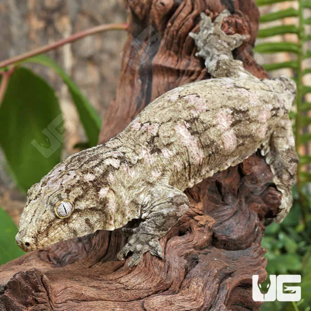 Offshore Leachianus Geckos For Sale - Underground Reptiles