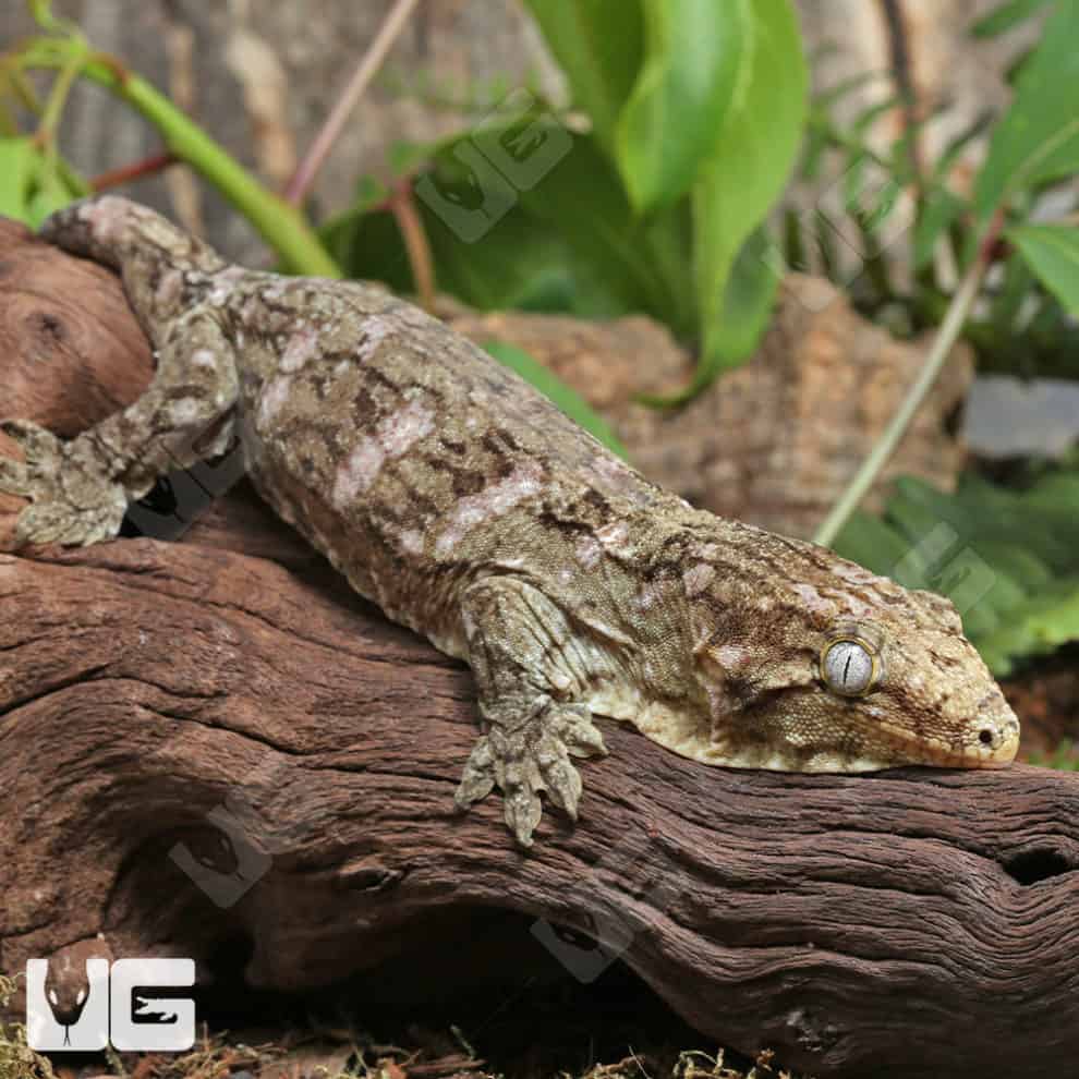 Offshore Leachianus Geckos For Sale - Underground Reptiles