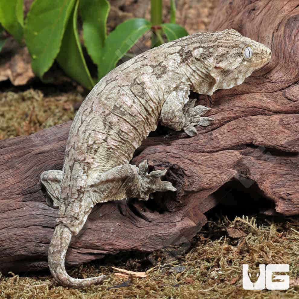 Subadult Female Leachianus Geckos For Sale - Underground Reptiles
