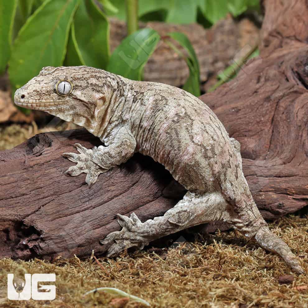 Subadult Female Leachianus Geckos For Sale - Underground Reptiles