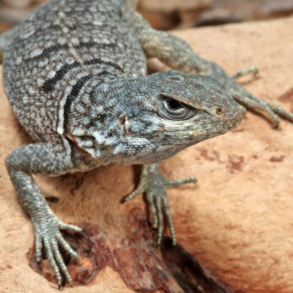 Lizards For Sale - Underground Reptiles