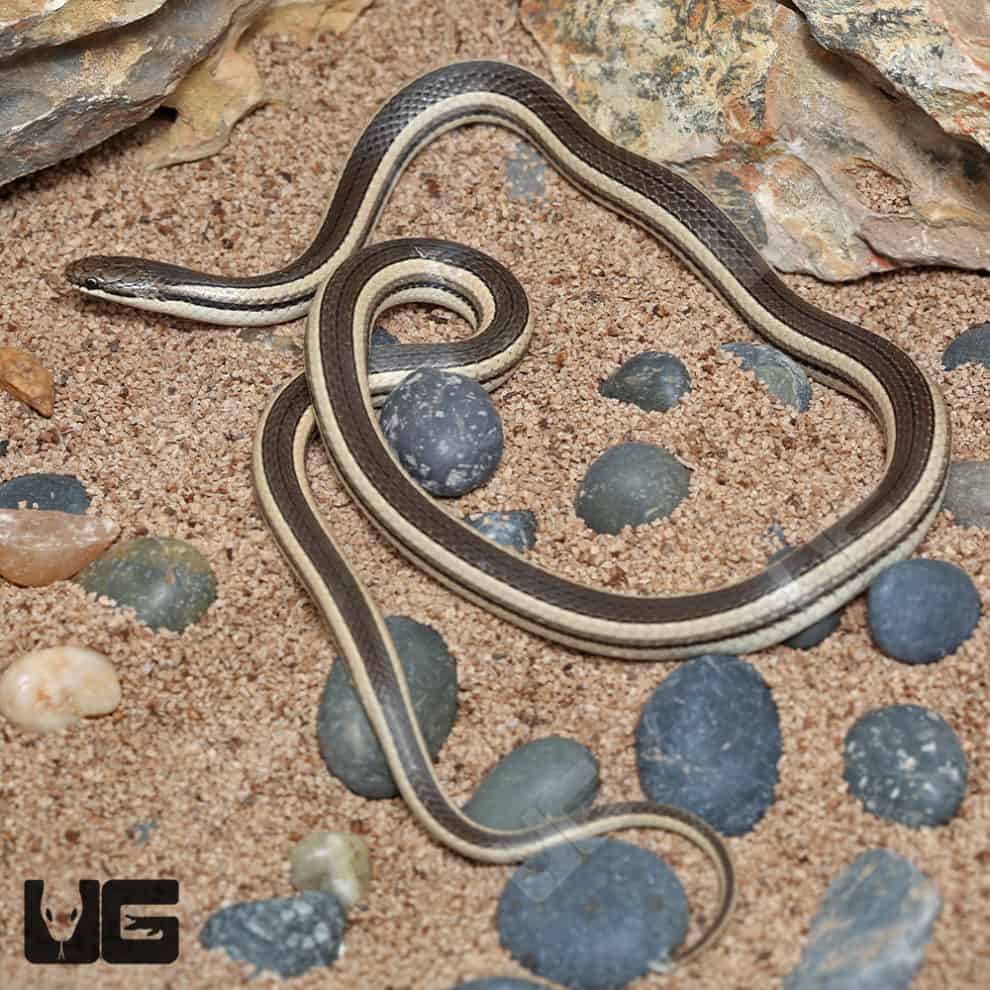 Madagascar Striped Snakes For Sale - Underground Reptiles