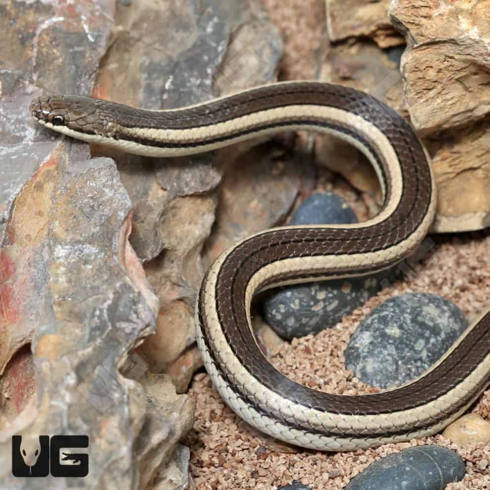 Madagascar Striped Snakes For Sale - Underground Reptiles