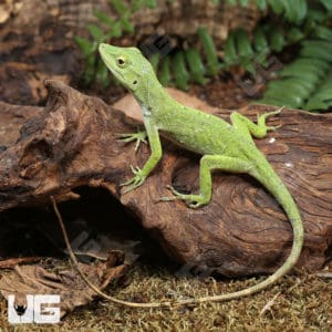 Neotropical Green Anole For Sale - Underground Reptiles