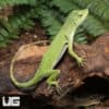 Neotropical Green Anole For Sale - Underground Reptiles