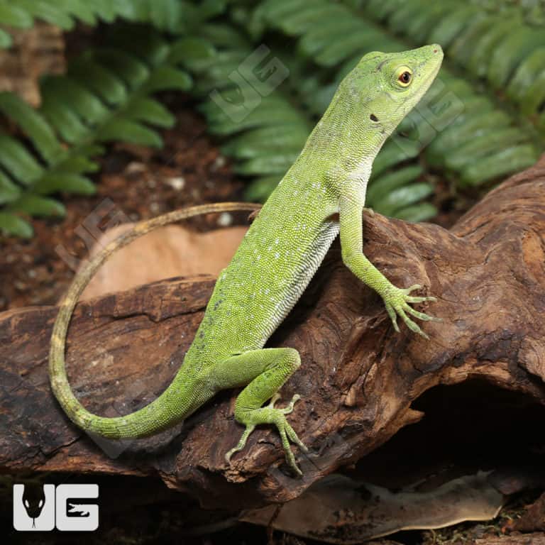 Neotropical Green Anole For Sale - Underground Reptiles