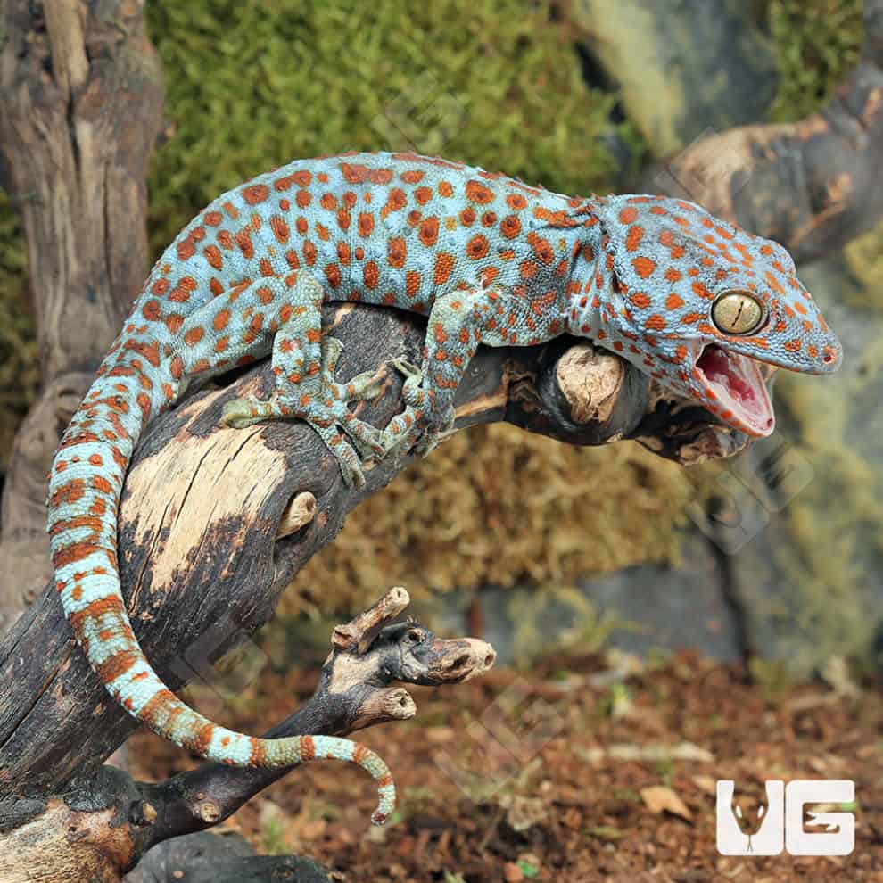 Tokay Geckos For Sale - Underground Reptiles