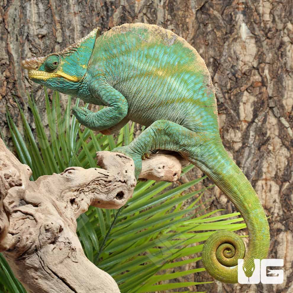 Parson’s Chameleons (Calumma parsonii) For Sale - Underground Reptiles