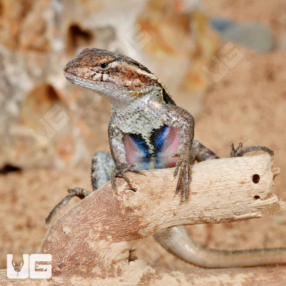 Lizards For Sale - Underground Reptiles