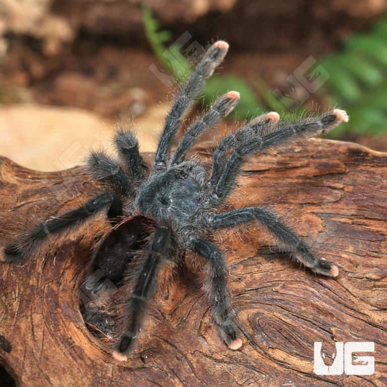 Pinktoe Tarantula for Sale - Underground Reptiles