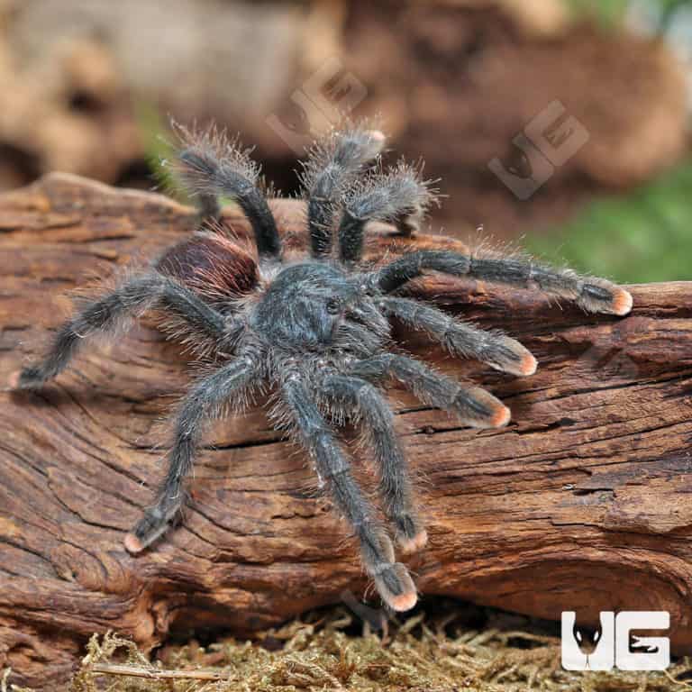 Pinktoe Tarantula for Sale - Underground Reptiles